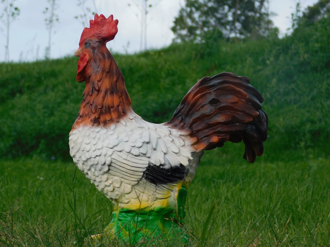 Tuinbeeld haan, dierenbeeld tuin, sculptuur in kleur haan